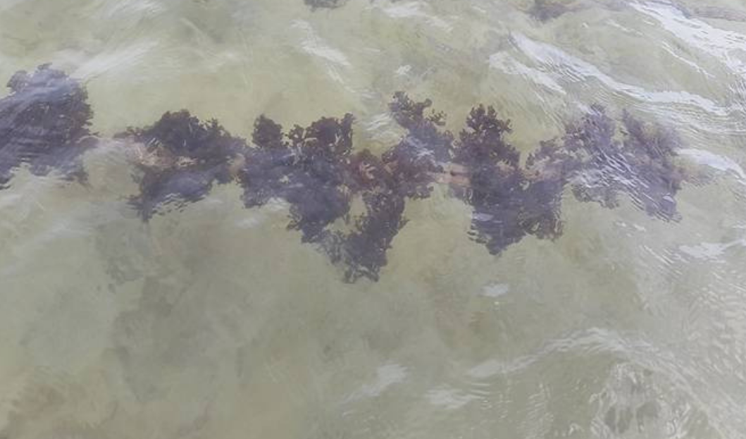 The Sea PoWer story | Cecile Brugere